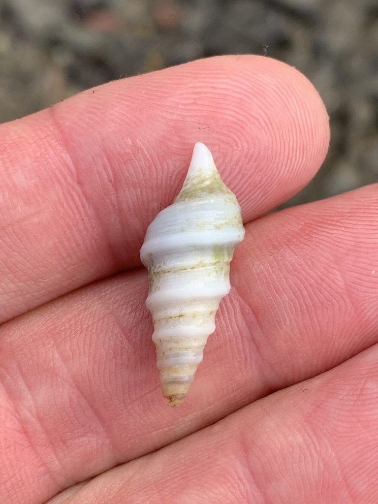 Turrid Snails from Trinity Bay, Rocky Point, QLD, AU on July 6, 2023 at ...