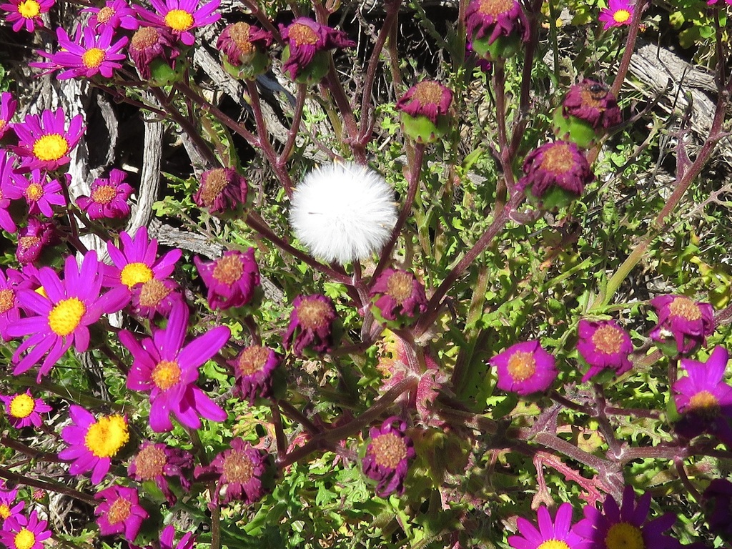 Red-purple Ragwort from Port Fairy VIC 3284, Australia on October 22 ...