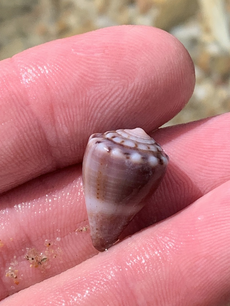 Bilious Cone from Trinity Bay, Oak Beach, QLD, AU on July 6, 2023 at 10 ...