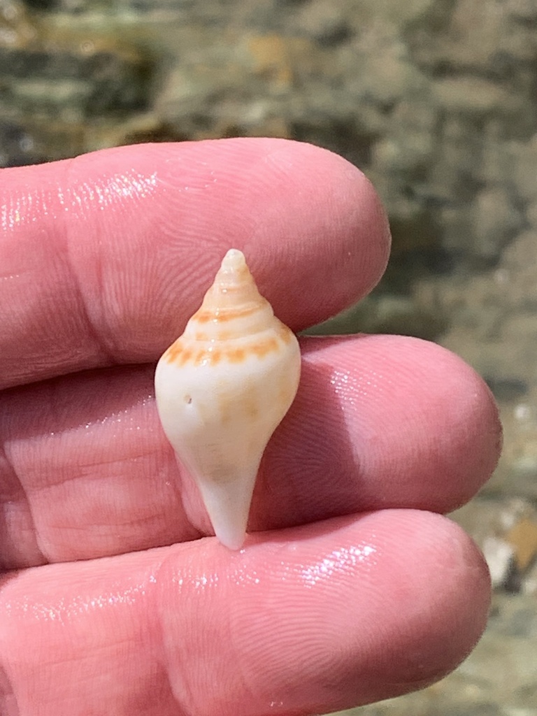 Dog Conch from Trinity Bay, Oak Beach, QLD, AU on July 6, 2023 at 10:53 ...