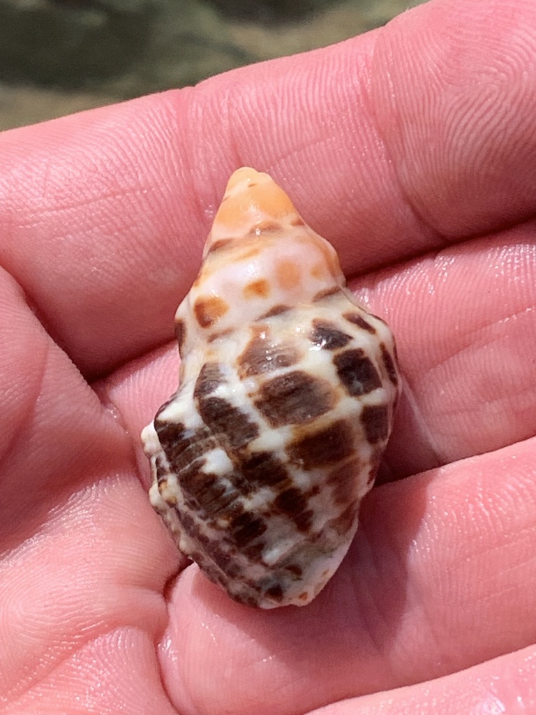 Chestnut Rock Shell from Pebbly Beach, Oak Beach, QLD, AU on July 6 ...