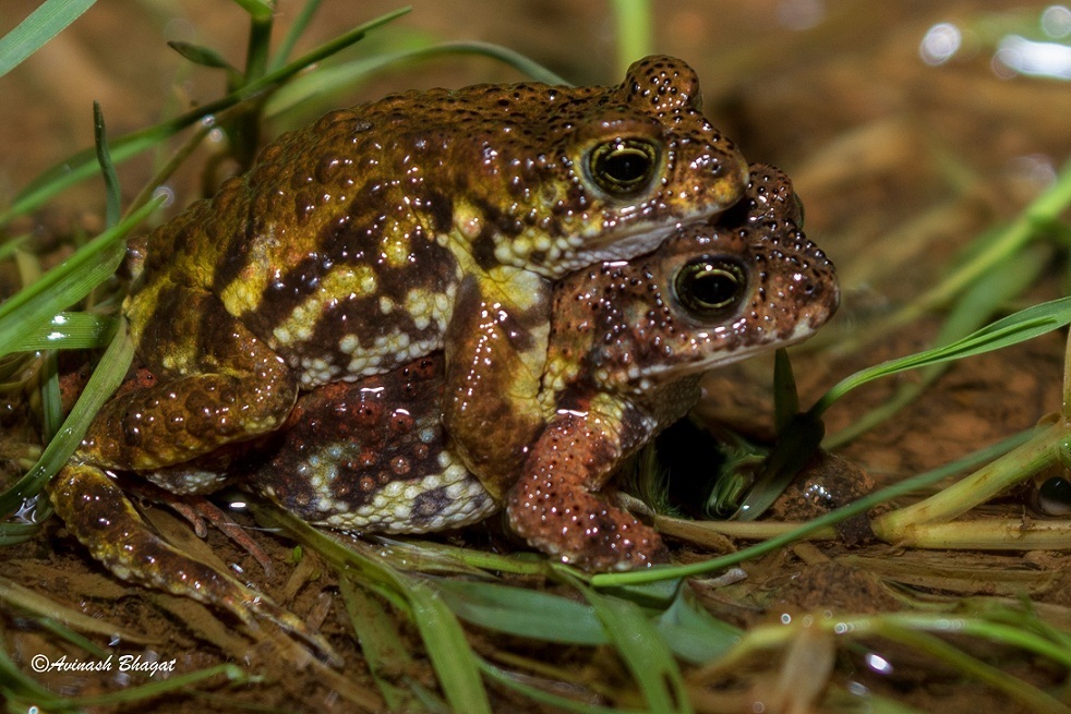 Amboli Tiger Toad in June 2016 by Avinash Bhagat · iNaturalist