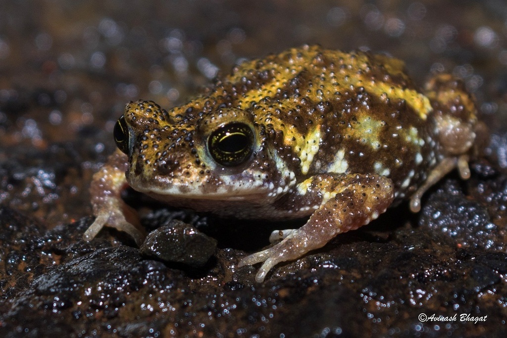 Amboli Tiger Toad in June 2016 by Avinash Bhagat · iNaturalist