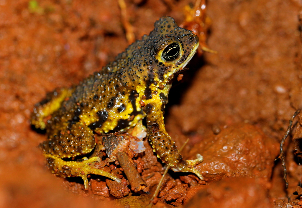 Amboli Tiger Toad in September 2014 by Avinash Bhagat · iNaturalist