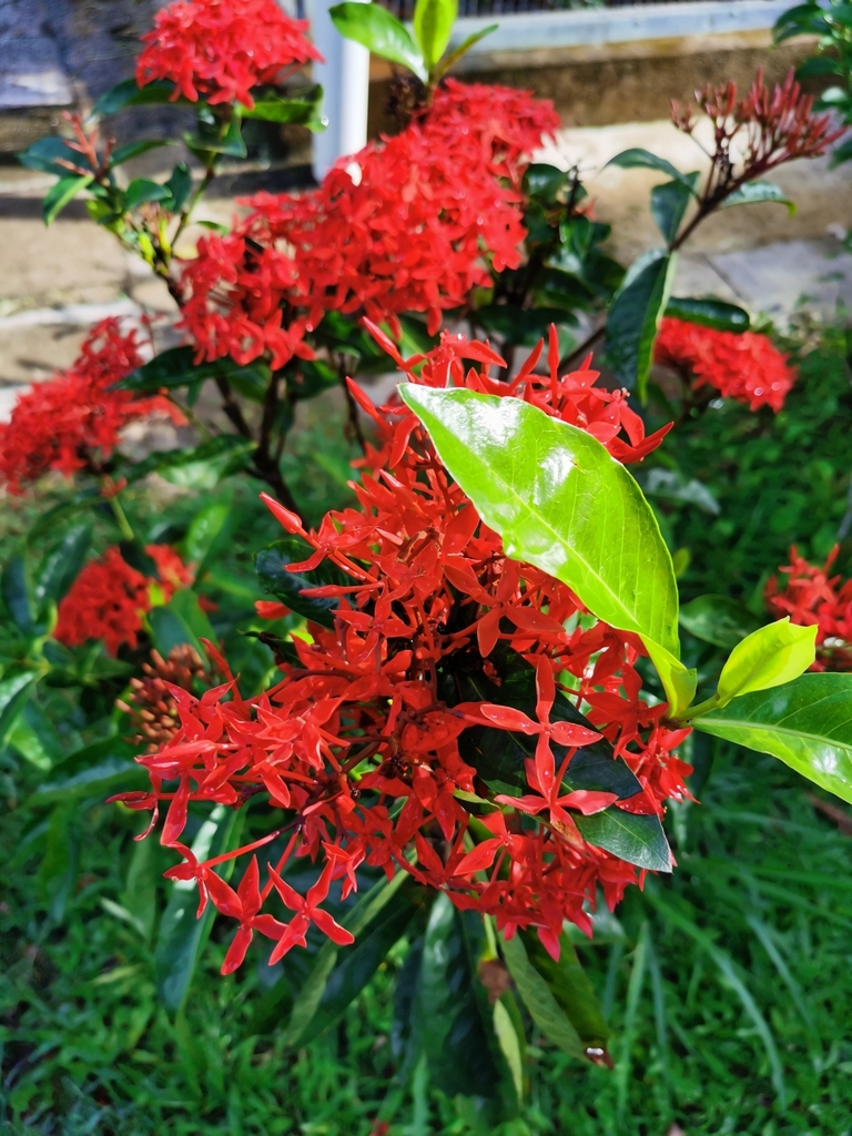 Chinese Ixora from 云南省西双版纳傣族自治州勐腊县勐仑镇K.酒馆中国科学院西双版纳热带植物园 on July 6, 2023 ...