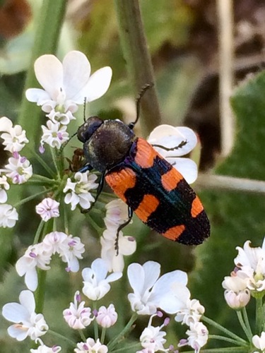 Castiarina discolorata · iNaturalist