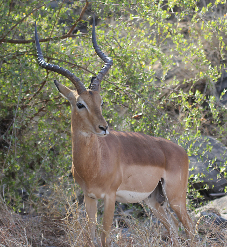 Common Impala from Olifants, Kruger NP, Mopani District Municipality ...
