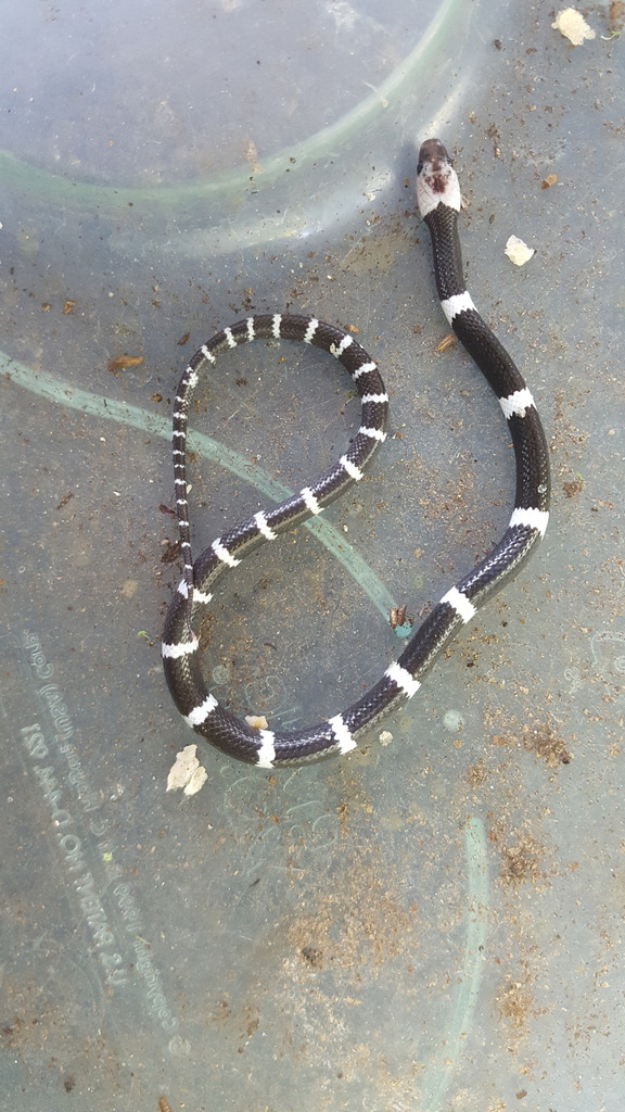 Malayan Banded Wolf Snake from Banteng, Hargobinangun, Kec. Pakem ...