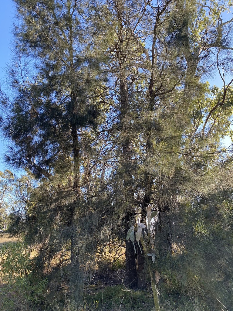 Belah from Nandi QLD 4405, Australia on June 25, 2023 at 08:30 AM by ...