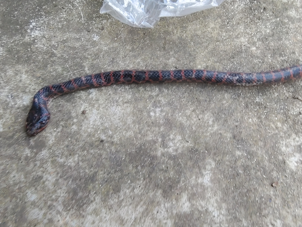 Red-banded Snake from Yichun, CN-JX, CN on July 6, 2023 at 06:45 PM by ...