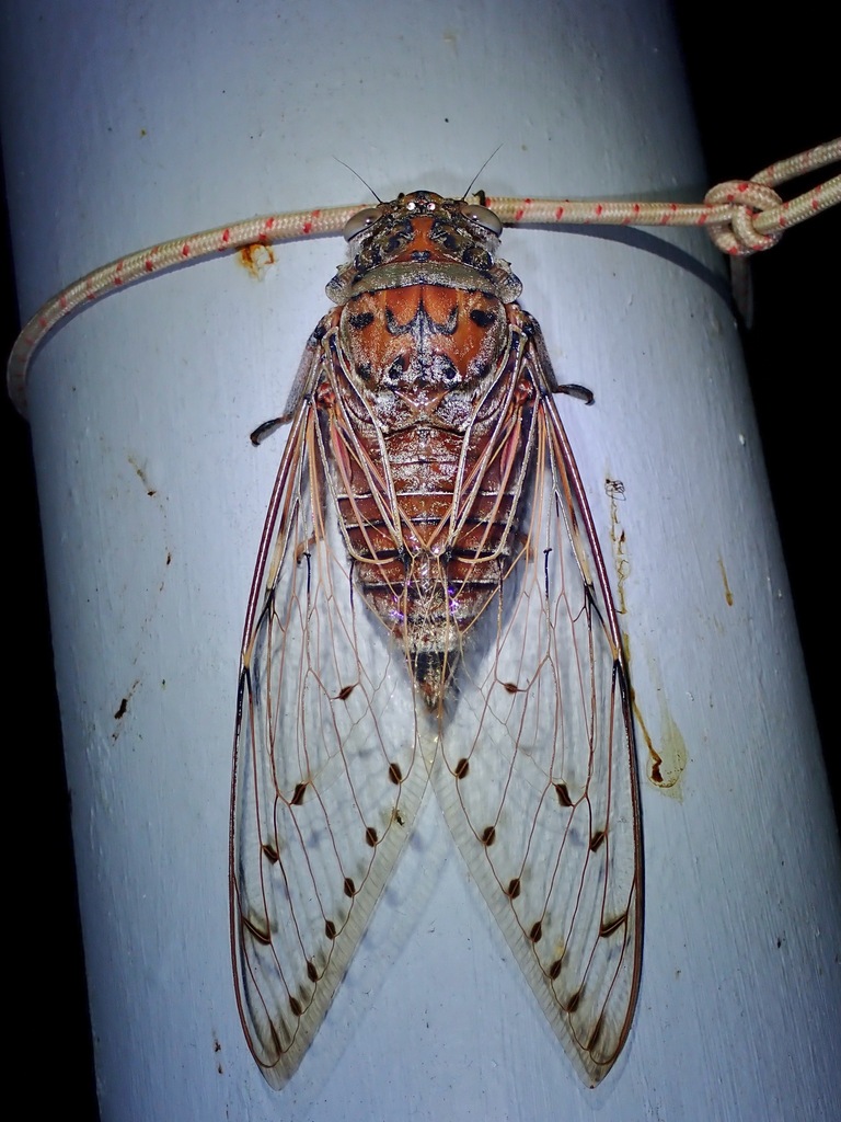 Empress Cicada from Pahang #1, Malaysia on April 15, 2023 at 11:22 PM ...