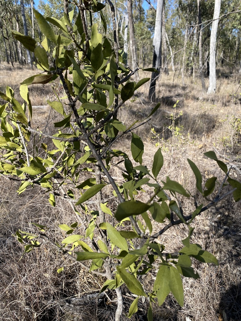 Native Pomegranate from Glenhaughton QLD 4420, Australia on June 26 ...