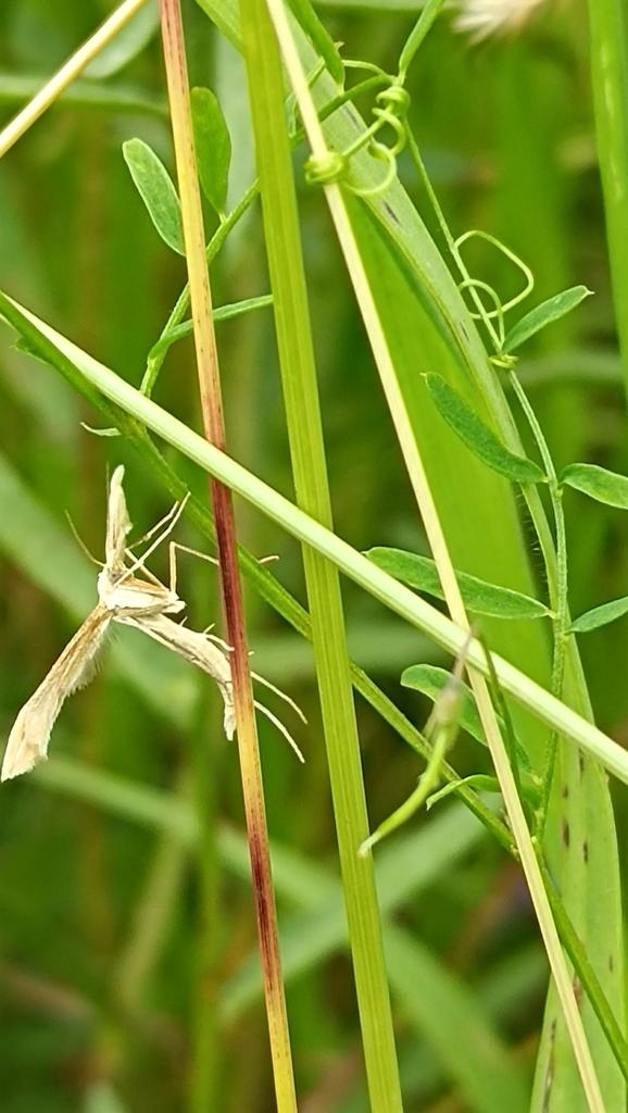 Yarrow Plume Moth from Sheffield S20, UK on July 6, 2023 at 12:39 PM by ...