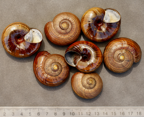 Subspecies Powelliphanta gilliesi subfusca · iNaturalist