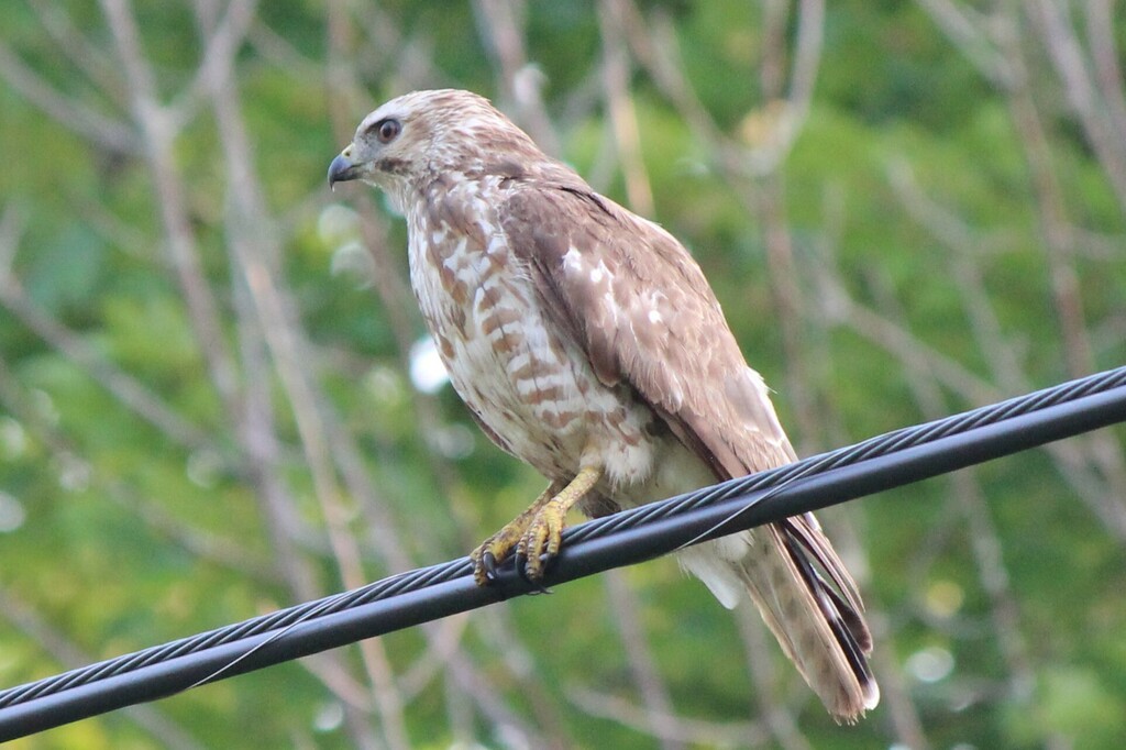 Broad-winged Hawk from Algoma District, ON, Canada on July 3, 2023 at ...