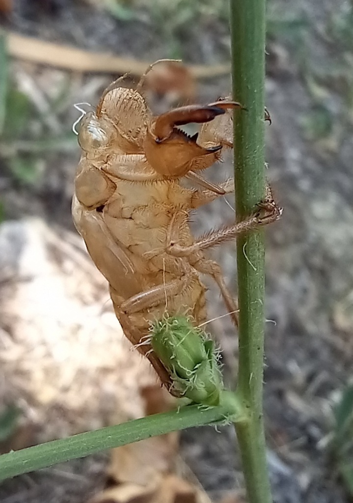 Ash Cicada from Escola Secundária José Gomes Ferreira on July 6, 2023 ...