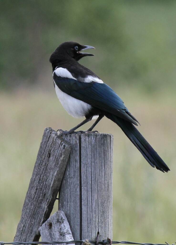 Black-billed Magpie from Lundbreck, AB T0K 1H0, Canada on July 5, 2023 ...