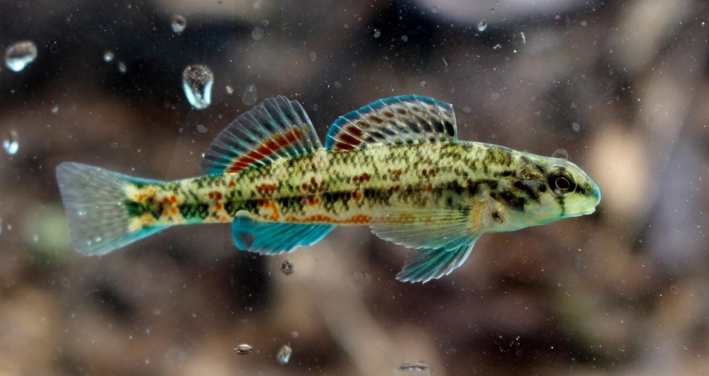 Perches, Darters, and allies (Percidae) - Marine Life Identification