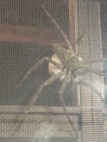 Pantropical Huntsman Spider from Minamino, Shijonawate, Osaka 575-0022 ...