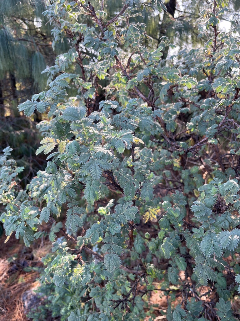 Ouhout from Umngeni Rural, Howick, KZN, ZA on July 6, 2023 at 02:57 PM ...