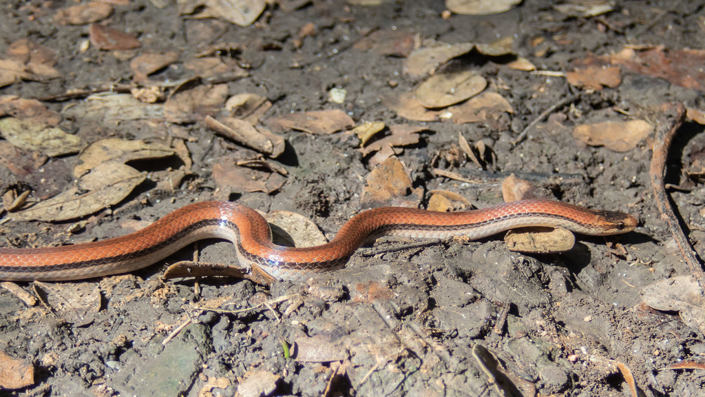 Common Island Racer (Serpientes tortugas y Cocodrilos de Cuba ...