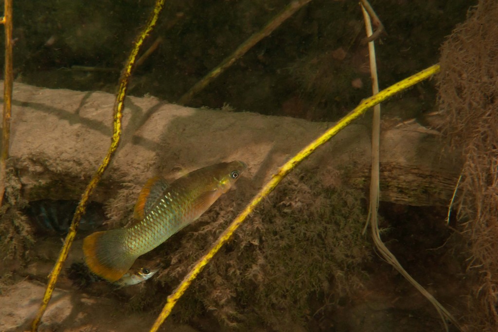 Common Molly (Poecilia sphenops) - Marine Life Identification