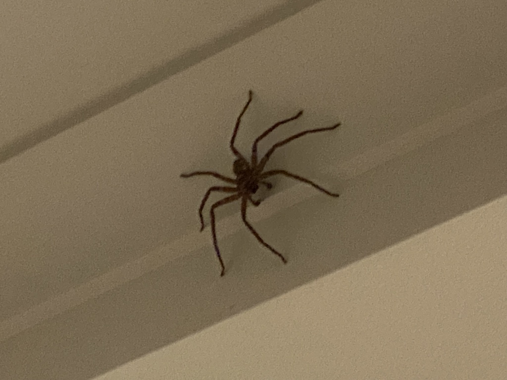 Giant Huntsman Spiders from Kennedy St, North Ward, QLD, AU on July 6 ...