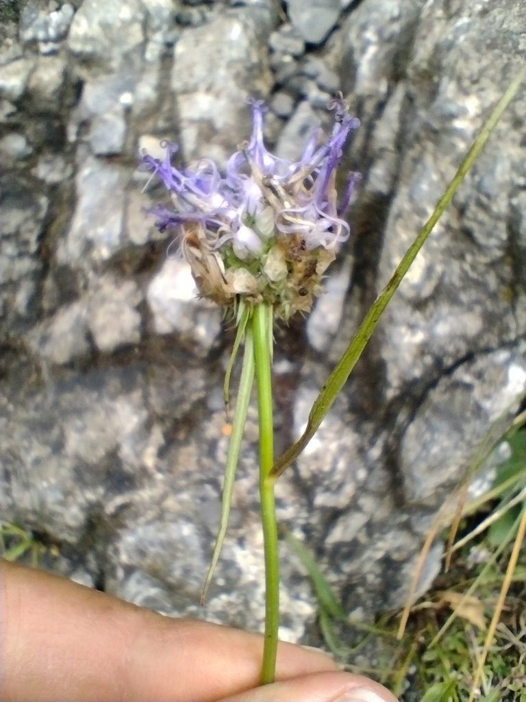 Horned Rampion from Bergamo, Lombardia, IT on July 6, 2023 at 01:37 PM ...