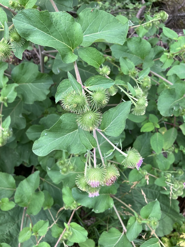 greater burdock from Burnet Woods, Cincinnati, OH, US on July 5, 2023 ...