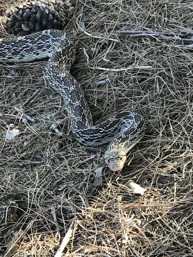 Gopher Snake from Quarry Pines Golf Club, Marana, AZ, US on July 6 ...