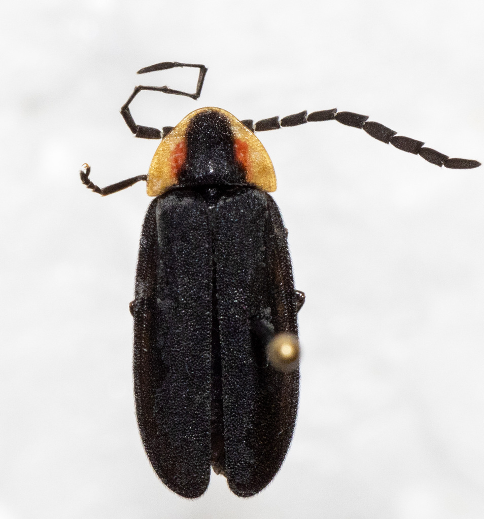 Black Firefly from Montgomery County, OH, USA on June 10, 2023 at 10:45 ...