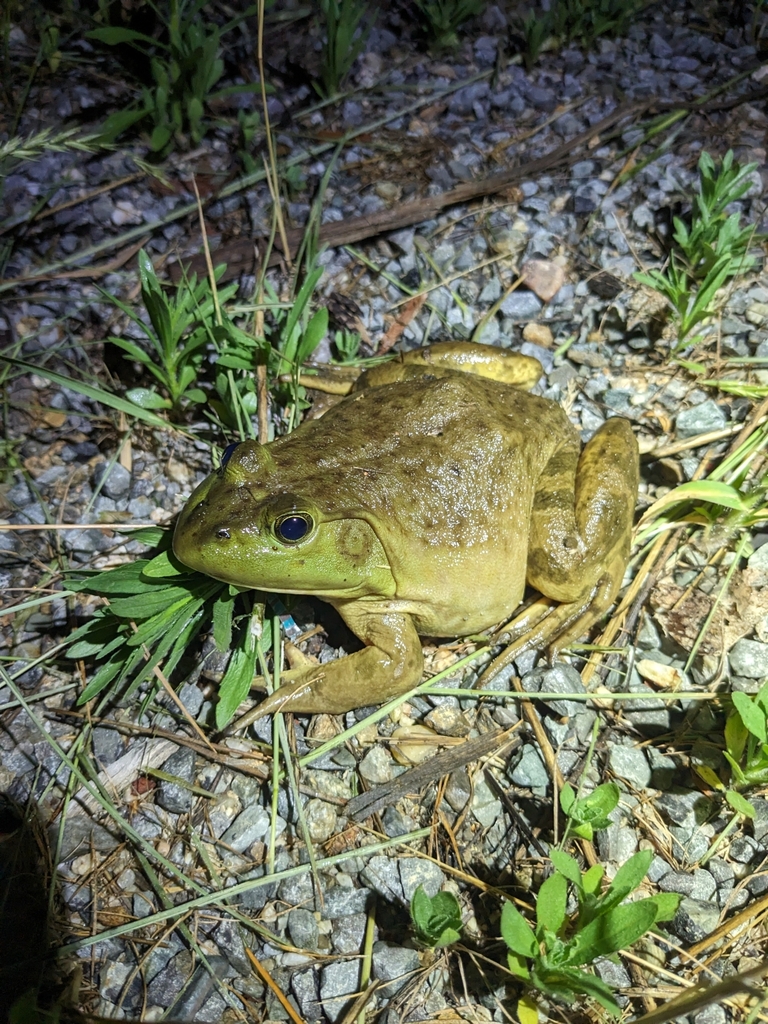 American Bullfrog from Priest Lake, ID 83856, USA on June 28, 2023 at ...