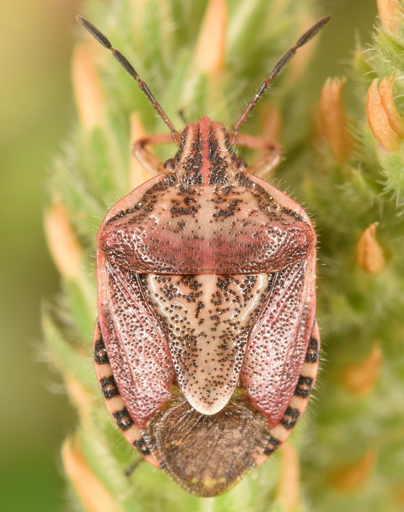 Trichopepla semivittata (A guide to the Ecdysozoa: Insecta: Hemiptera ...