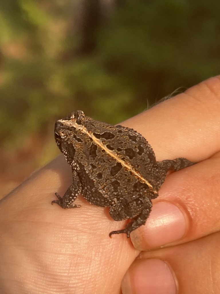 Oak Toad in July 2023 by Jacob Jones · iNaturalist