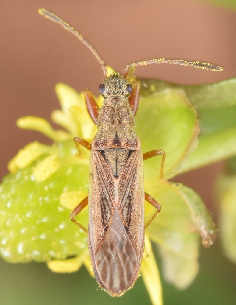 Paromius longulus (Seed Bugs and Bordered Plant Bugs of the United ...