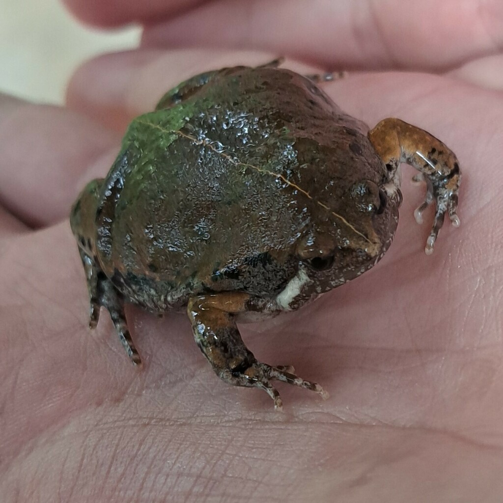Sheep Frog in July 2023 by TC Riddle · iNaturalist