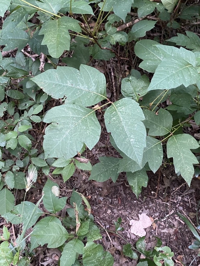 eastern poison ivy from River Legacy Park, Fort Worth, TX, US on July 6 ...