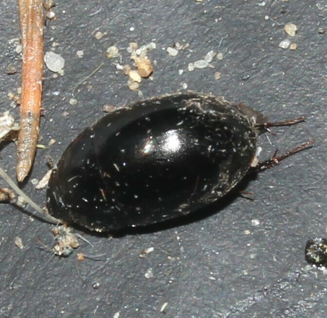Water Scavenger Beetles from Bear Creek Township, PA, USA on July 6 ...