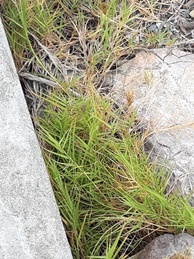 Saltgrass from Marina Bay, Richmond, CA 94804, USA on July 6, 2023 at ...