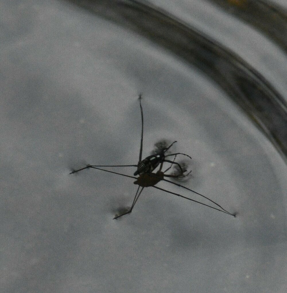 Metrobates hesperius from Anne Arundel County, MD, USA on July 5, 2023 ...