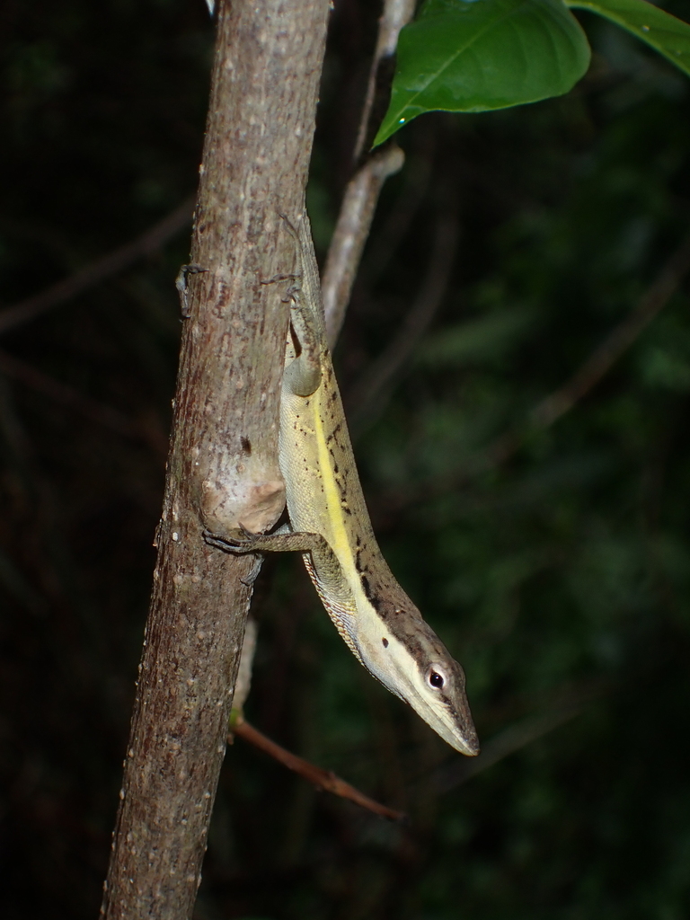 Puerto Rican Anole from Central, St John 00830, USVI on June 29, 2023 ...