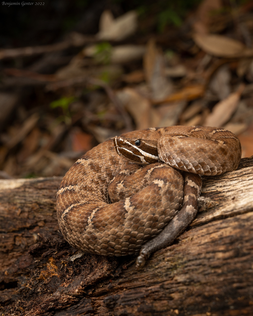 Arizona Ridgenose Rattlesnake in July 2022 by Benjamin Genter · iNaturalist