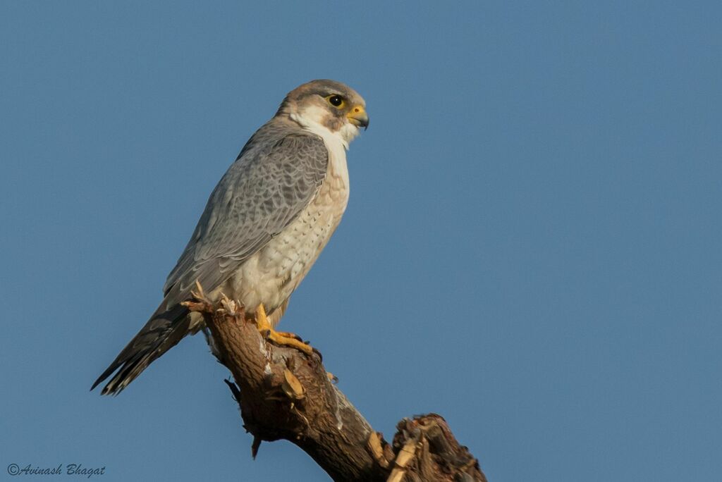 Red-capped Peregrine Falcon (Falco peregrinus babylonicus) - Avian ...