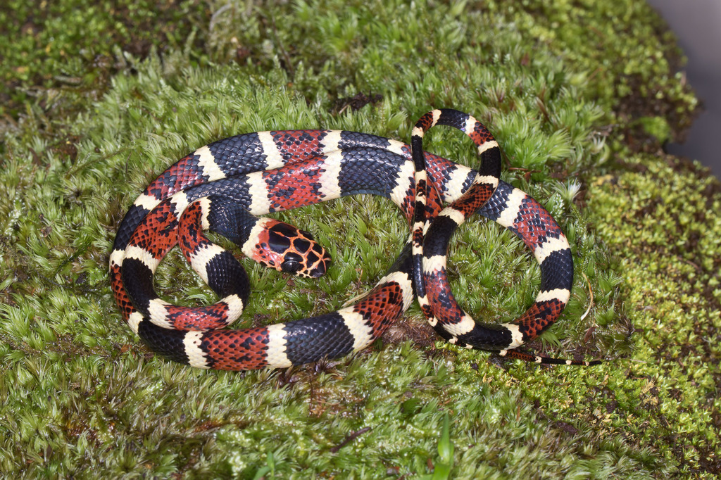 Falsa coral (Reptiles y Anfibios del Departamento de Santander ...