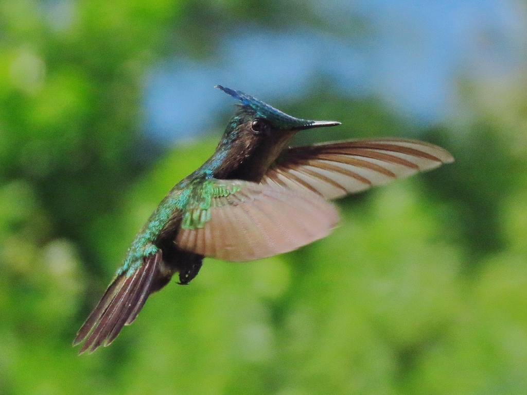 Antillean Crested Hummingbird (Hummingbirds of the US) · iNaturalist