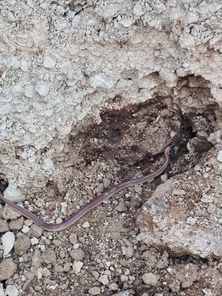 Red-naped Snake from Tamborine Mountain QLD 4272, Australia on February ...