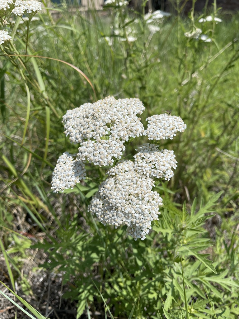 common yarrow from Rocky Mountain Arsenal National Wildlife Refuge ...