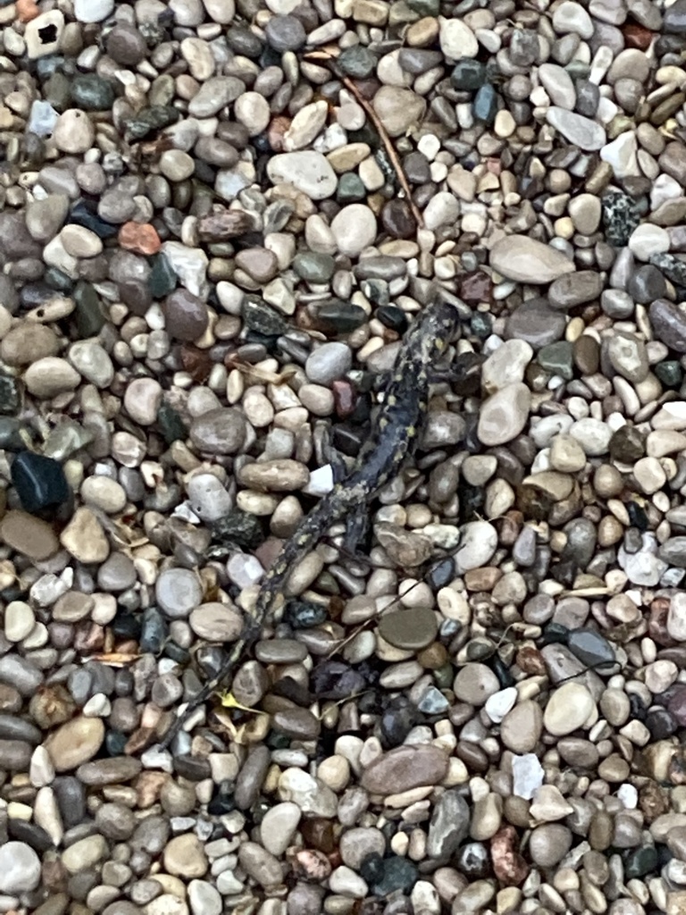 Mole Salamanders from Sauble Falls Provincial Park, South Bruce ...