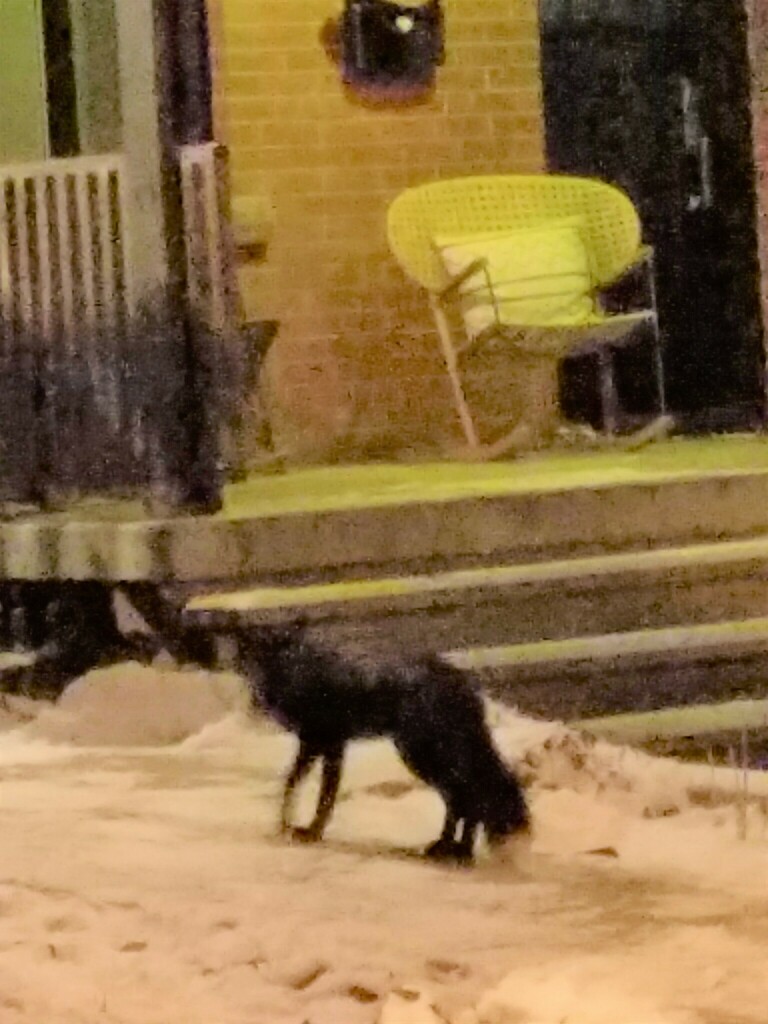 Red Fox from Humewood-Cedarvale, Toronto, ON, Canada on January 4, 2022 ...