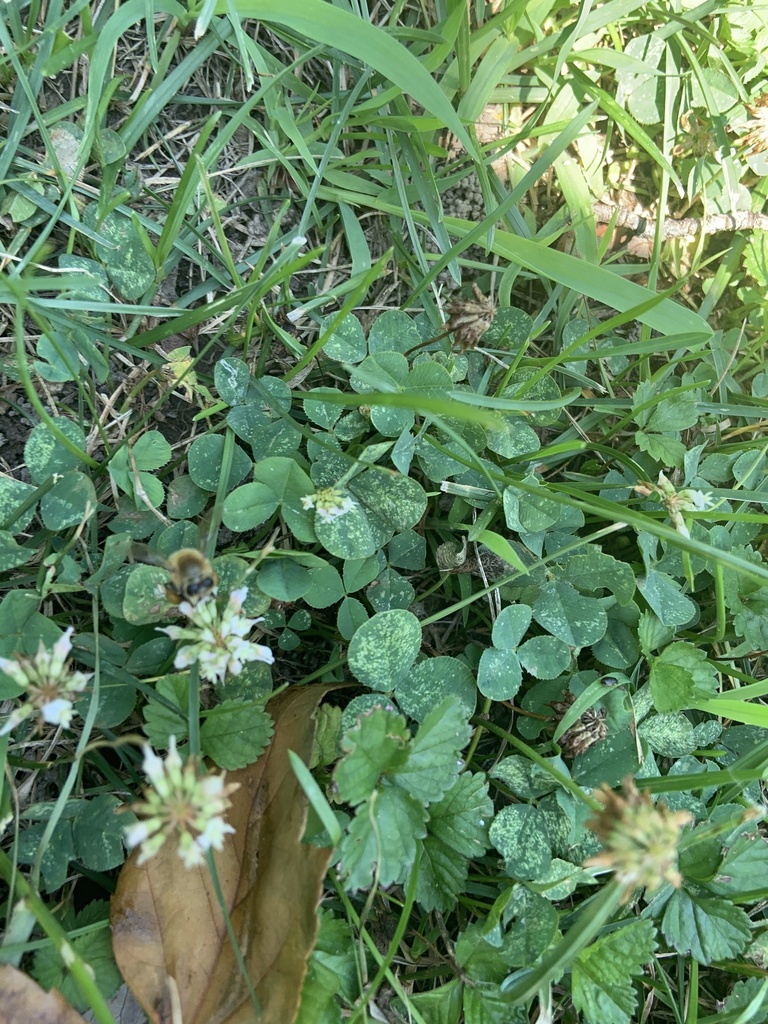 Western Honey Bee from Lakefield Dr, Columbia, IL, US on July 6, 2023 ...